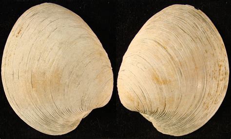 Spineless Wonders Bivalves Vs Brachiopods External Differences