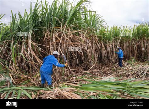 Harvesting Sugarcane