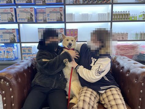 인천 2021 0378 진도믹스 오트 책임분양 푸숑책임분양 노르웨이숲책임분양 데본렉스책임분양 뱅갈책임분양 샴책임분양 셀커크렉스책임분양 스핑크스책임분양 아메리칸숏헤어책임