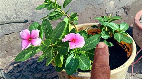 How To Collect Sadabahar Seeds Vinca Periwinkle Now To Get Seeds From