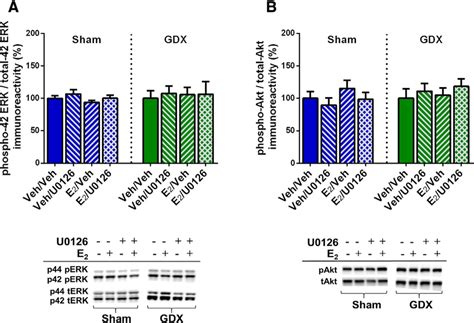 Sex Differences In The Rapid Cell Signaling Mechanisms Underlying The Memory Enhancing Effects
