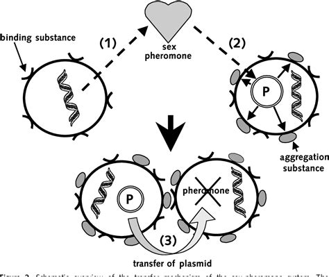 [pdf] University Of Groningen Pathogenesis Of Nosocomial Infections With Enterococcus Faecalis