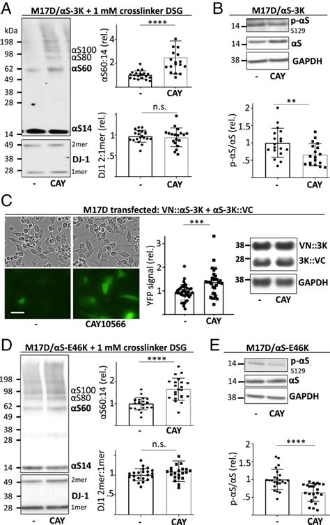 Cell Models Of Lipid Rich α Synuclein Aggregation Validate Known Modifiers Of α Synuclein