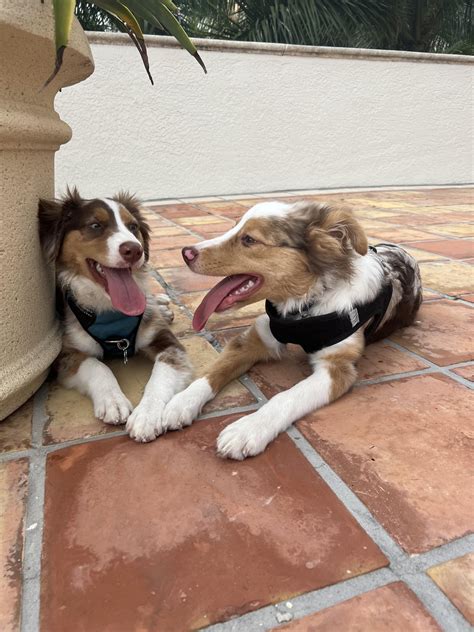 My Wiggle Butt Had A Best Friend Where We Got Him And Thank Goodness One Of My Friends Adopted
