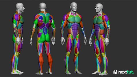 Male Anatomy For Artist
