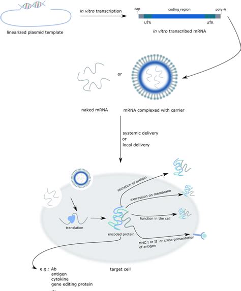 In Vitro Dna Synthesis