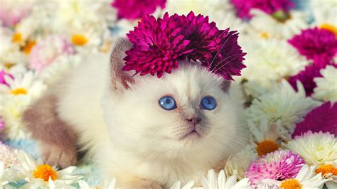 Cute 2048 By 1152 Wallpaper 99 Images