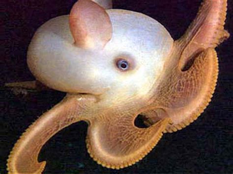 Octopus Description Behavior Species And Facts Britannica