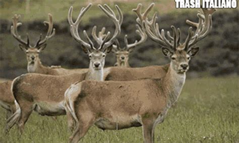 Corna  Corna Discover And Share S