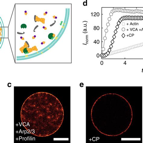 Pdf Capping Protein Controlled Actin Polymerization Shapes Lipid