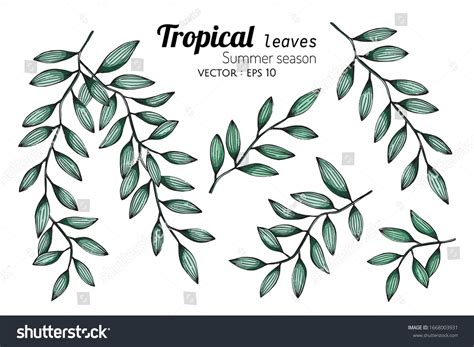 Set Tropical Leaf Drawing Illustration Line Stock Vector Royalty Free