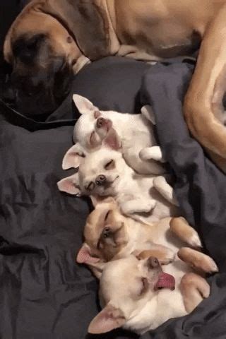 Sleeping Dogs  By Justviralnet Chihuahua  Cute Chihuahua