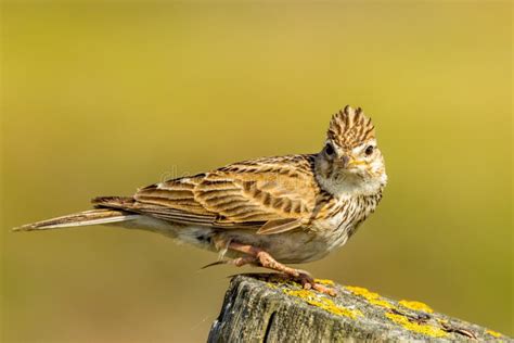 Eurasian Skylark In Victoria Australia Stock Image Image Of Arvensis
