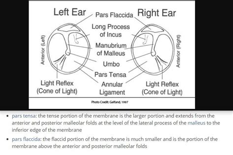 Tympanic Membrane Documentation At Dina Mcalpin Blog