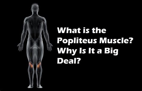 The Popliteus Muscle A Little Muscle With A Huge Impact Regenexx