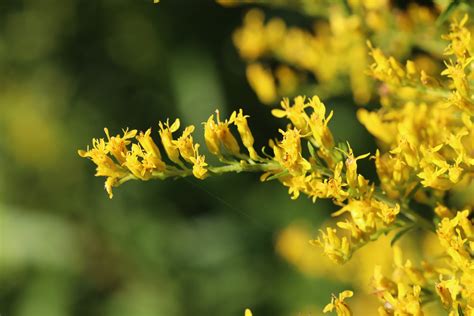 Mt Cuba Center Solidago Odora Mt Cuba Center