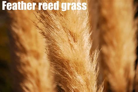 Download Grass Identification Feather Reed Plant Photography Picture