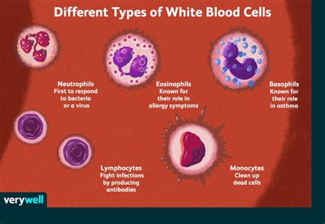 The Function Of White Blood Cells Defenders Of The Body