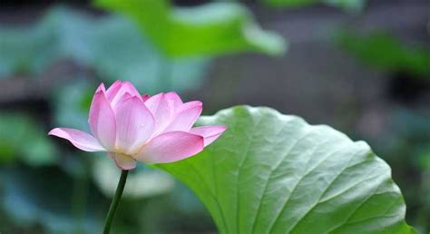 گل نیلوفر در مراسمات و جشن ها چه مفهومی دارد؟