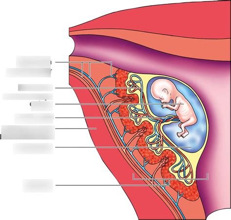 Biologie Thema 4 Figuur 2 1 Diagram Quizlet
