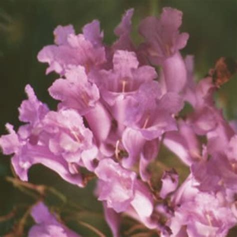 Jacaranda Bush Flower Essence