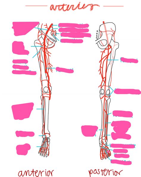 Arteries Of Leg Diagram Quizlet