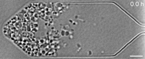 정상 세포처럼 생장·분열하는 인공 단세포 생물 합성 나무뉴스