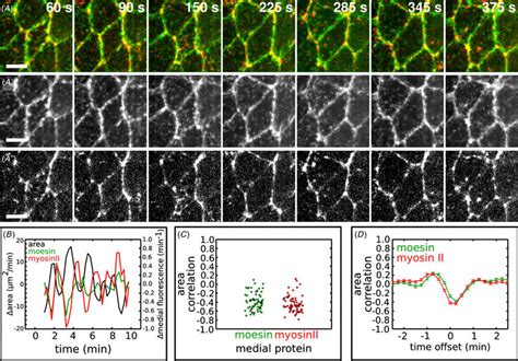 Medial Actin Dynamics Are Associated With The Assembly Of Medial