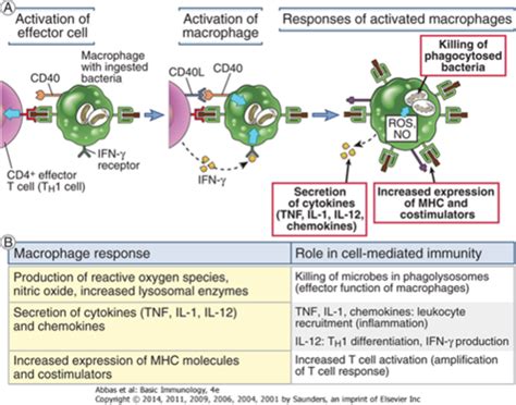 Cell Mediated Immunity Delayed Type Hypersensitivity Flashcards Quizlet