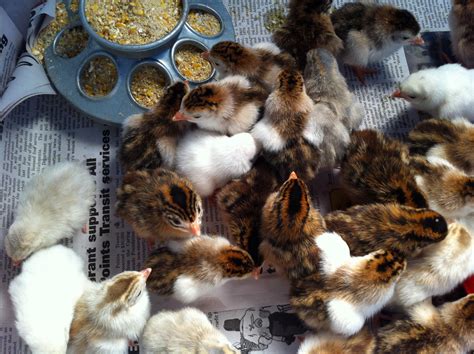 The Last Word On Nothing Thank God Its Sexy Friday The Mysterious Art Of Chicken Sexing