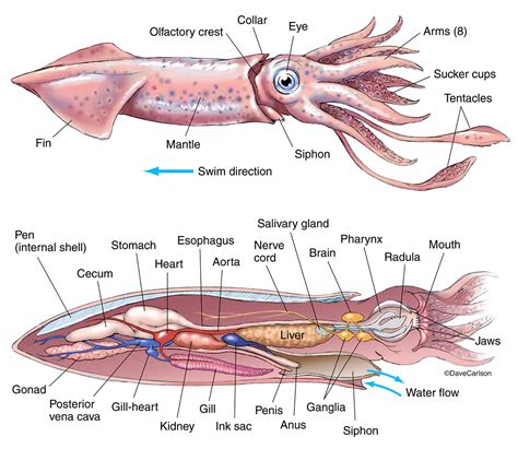 Squid Anatomy Carlson Stock Art