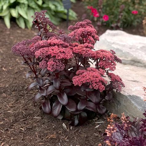 Sedum ‘dark Magic Terra Nova® Nurseries Inc