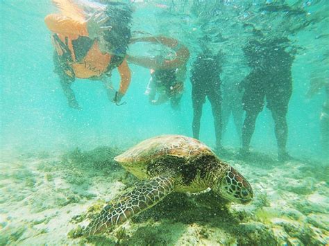 세부 한국인조인 공항리조트 출발 오슬롭투말록모알보알투어 현지보험포함 줌줌투어 필리핀 세부