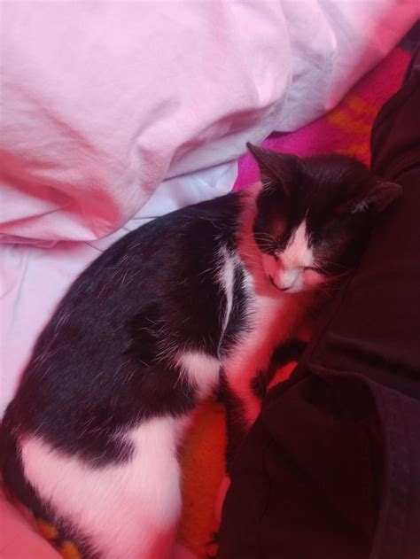 My Cat Suddenly Started Limping On His Right Hind Leg I Dont Know Why