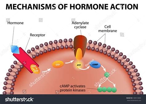 Hormones Bind Receptors On Plasma Membrane Stock Vector 189513005 Shutterstock