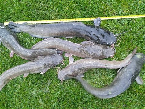 Sum Ryba Tusza Tuszka Wysyłka Zbytków • Olxpl