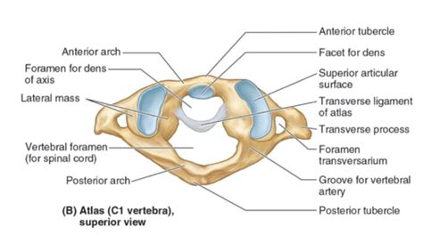 Anatomy Flashcards Quizlet