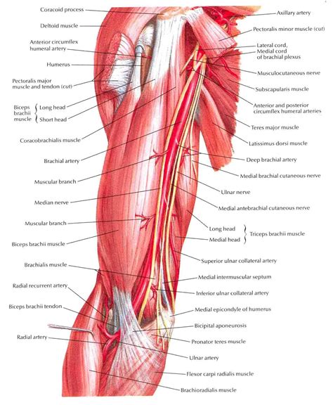 Axillary Artery And Brachial Artery