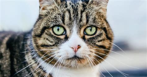 Shit Eating Grin Idiom Meaning And Origin The Village Idiom