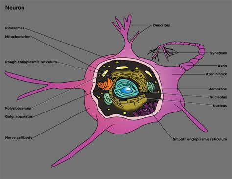 [figure Illustration Of Axon Contributed By Chelsea Rowe] Statpearls