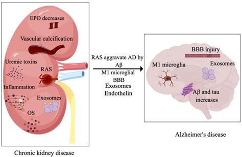 Ckd And Ad Pathogenesis Are Closely Related Through The Ras Download Scientific Diagram
