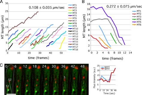 Cmt Polymerization And Depolymerization Rates In Wild Type A Gossypii