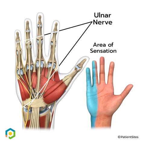 Median Nerve In Hand Anatomy
