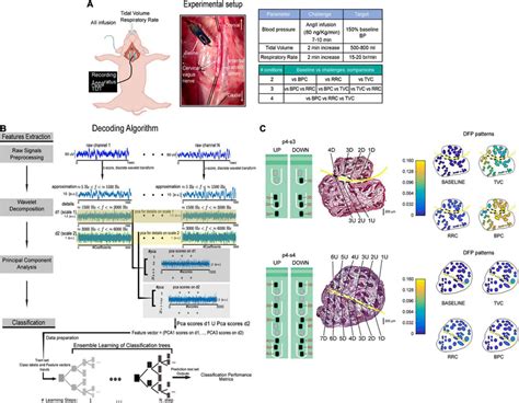 Schematic Representation Of The Experimental Setup And Decoding Download Scientific Diagram