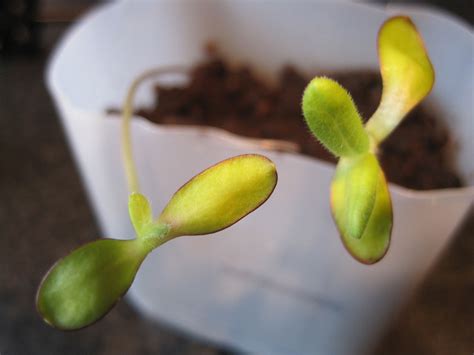 How To Grow Sunflowers The Big Sunflower Project