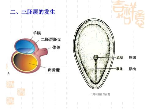 Ppt 人胚在母体子宫内经 38 周 约 266 天 发育成熟，并从母体娩出。 Powerpoint Presentation