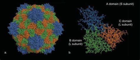 The Structure Of The Cowpea Mosaic Virus Cpmv Capsid Cpmv Capsid A Download Scientific