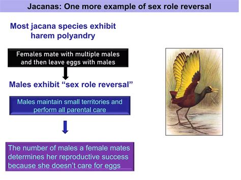 Mate Selection Principles And Theories Pdf