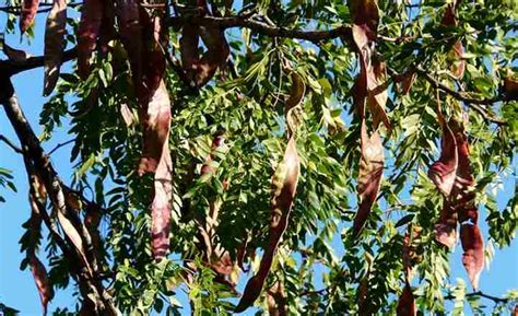 Types Of Tree Seed Pods Identification Guide With Pictures