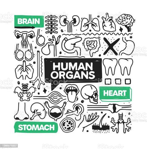인간 장기 개체 및 요소 벡터 낙서 일러스트 컬렉션입니다 손으로 그린 아이콘 세트 또는 배너 템플릿 낙서 드로잉에 대한 스톡 벡터 아트 및 기타 이미지 Istock